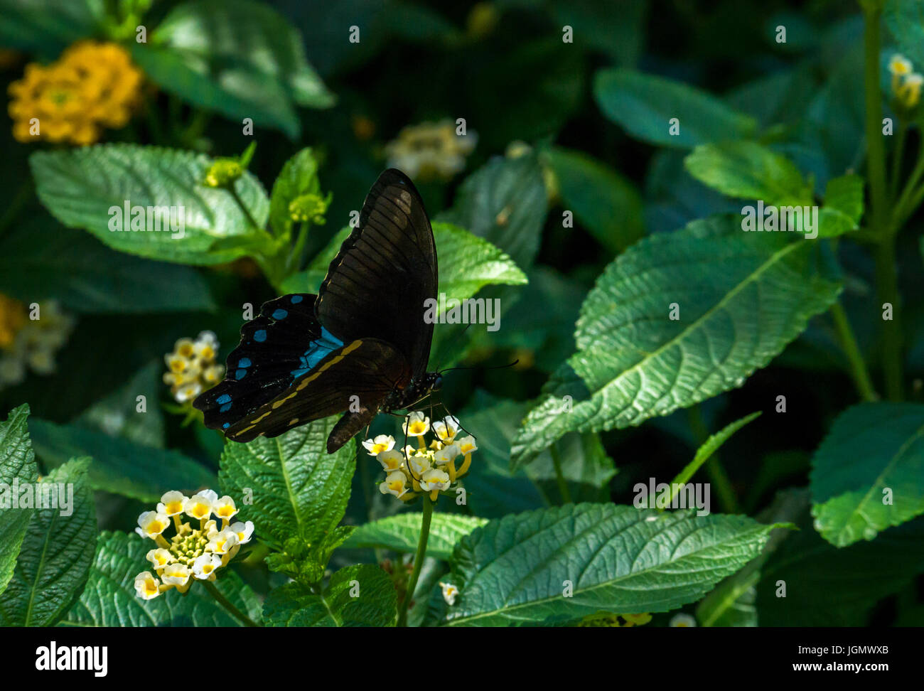Large black and blue spotted exotic butterfly on leaves Stock Photo - Alamy