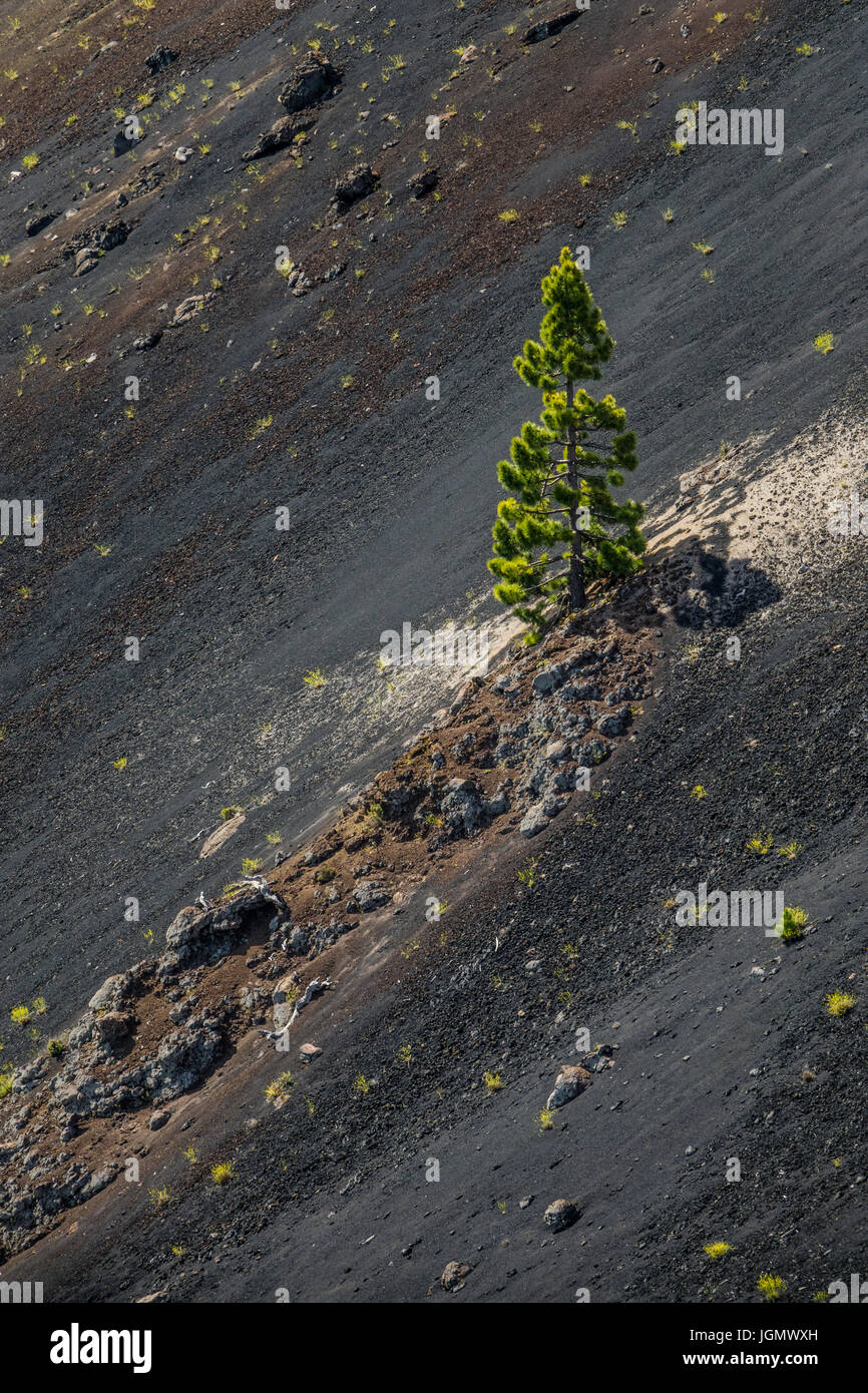 Lonely pine tree Stock Photo - Alamy