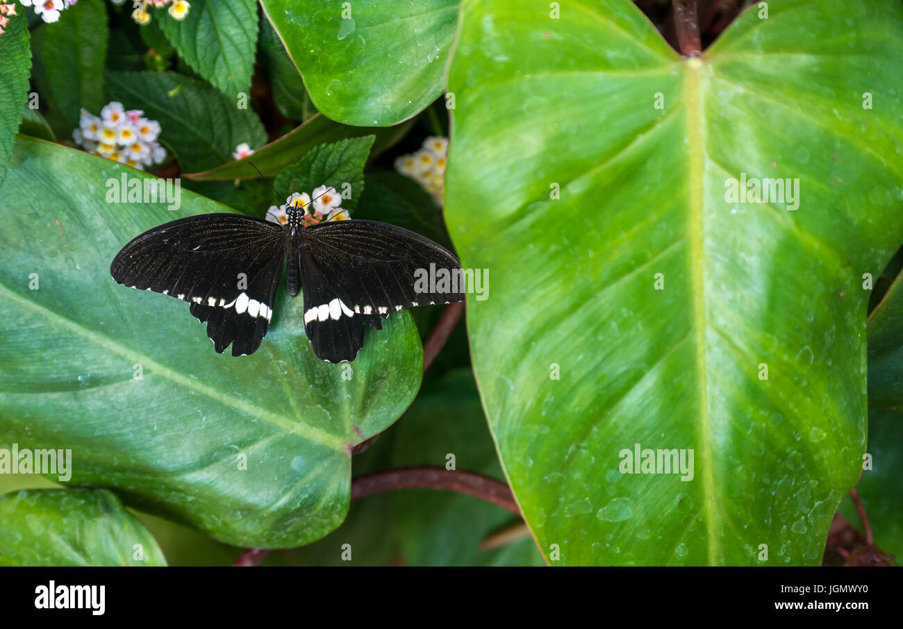 Close up of tropical exotic common Mormon butterfly, Papilio polytes ...