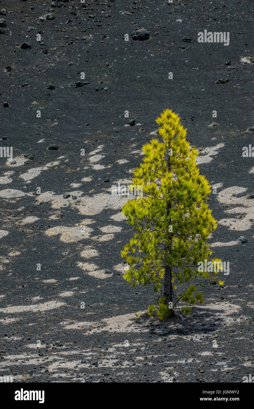 Lonely pine tree in La Palma Stock Photo - Alamy