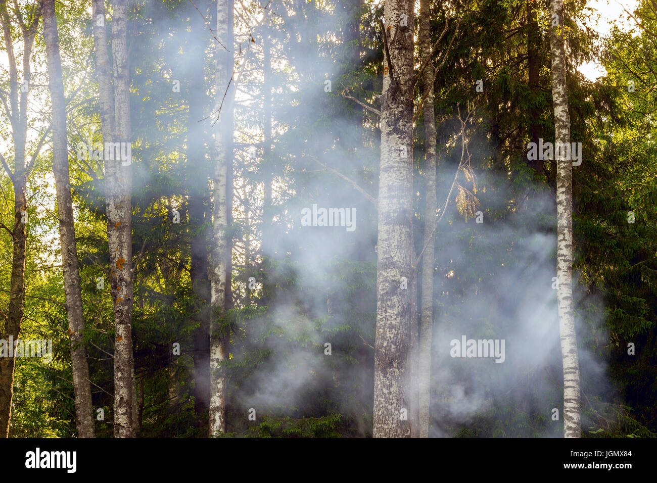 Burning wood in forest hi-res stock photography and images - Alamy