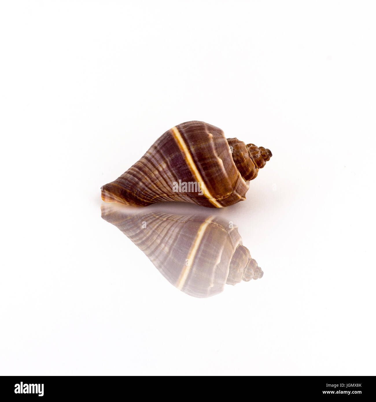 Beautiful sea shell,turbinella angulata, isolated on white background ...