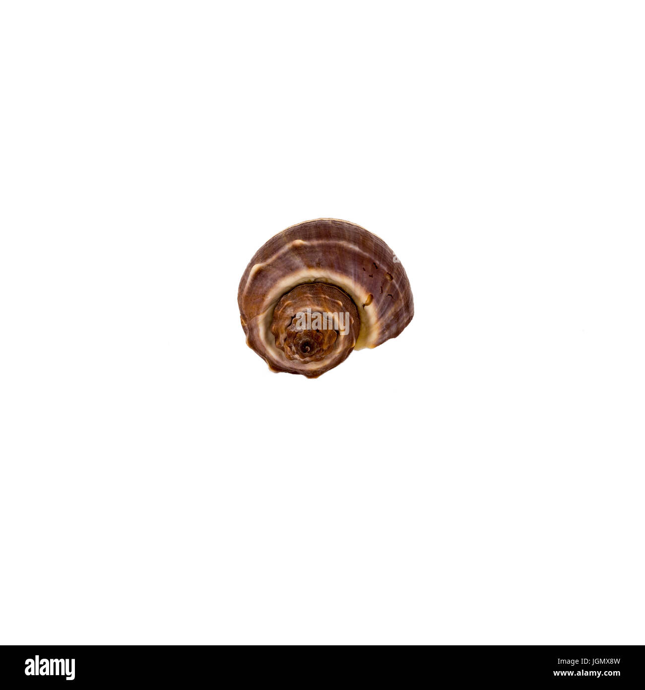 Turbinella angulata hi-res stock photography and images - Alamy