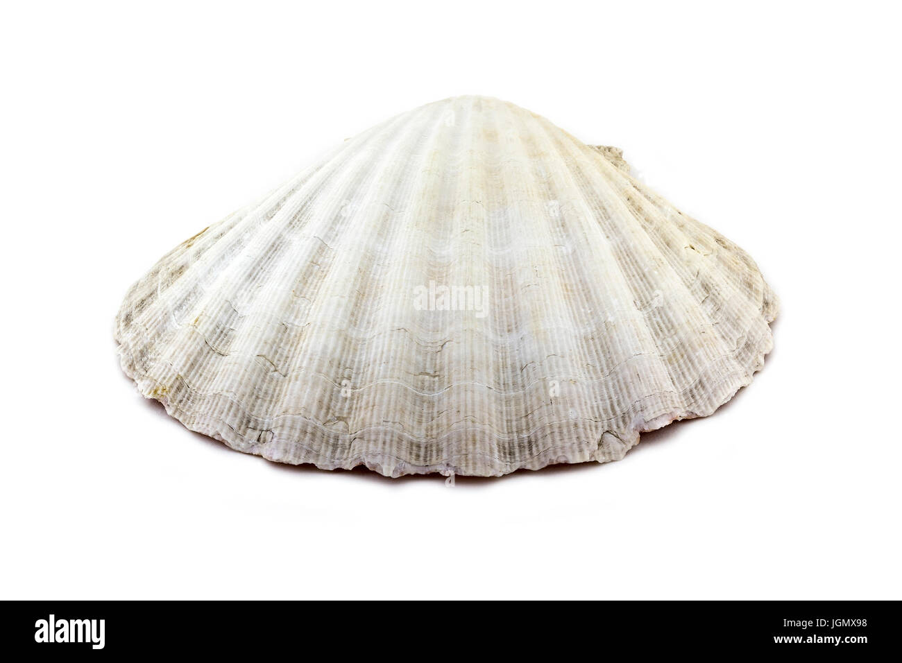 Big beautiful sea shell,Chlamys islandicus isolated on white background ...