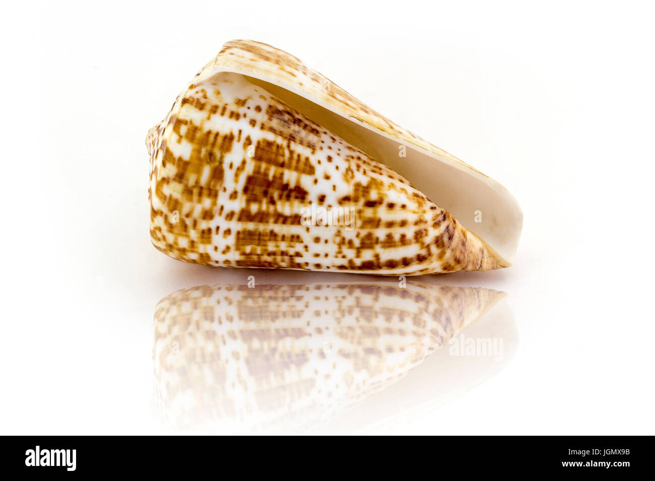 Beautiful sea shell,Pulcher Conus, isolated on white background view ...