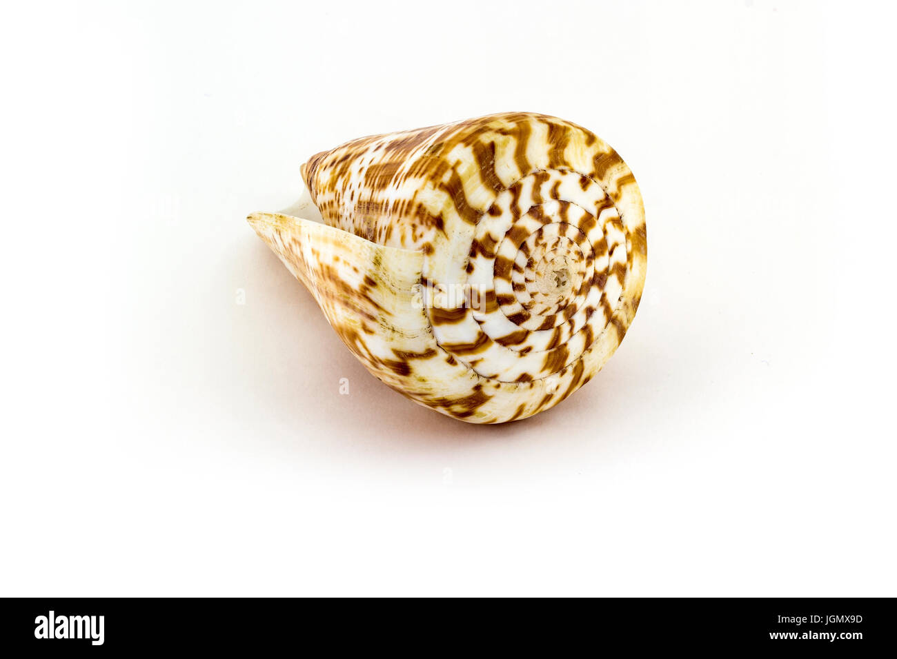 Pulcher conus hi-res stock photography and images - Alamy