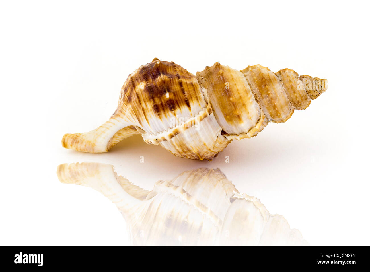 Big beautiful sea shell,Nobilis Bursa, isolated on white background ...