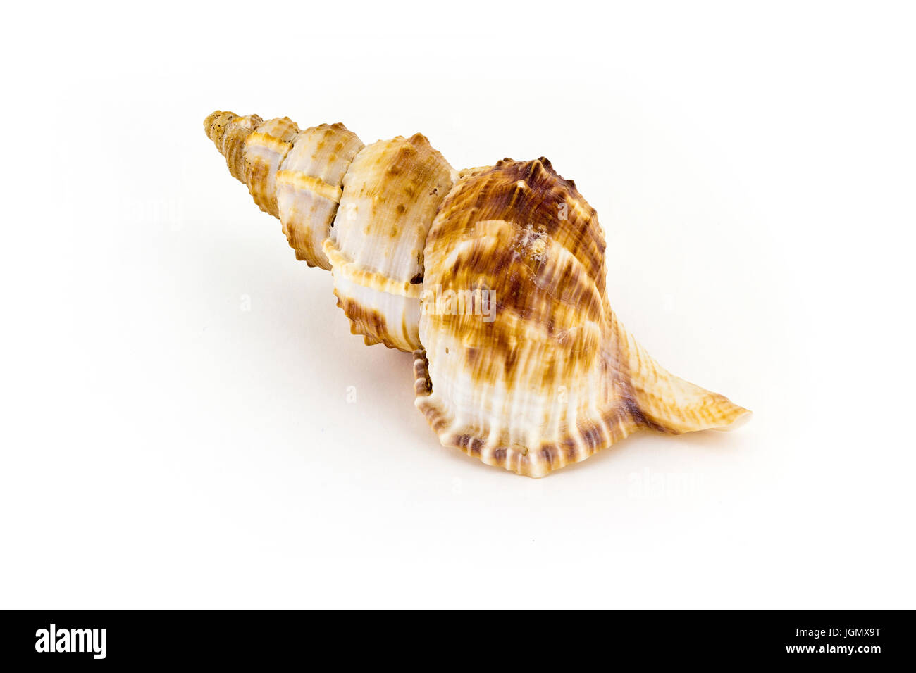 Big beautiful sea shell,Nobilis Bursa, isolated on white background ...