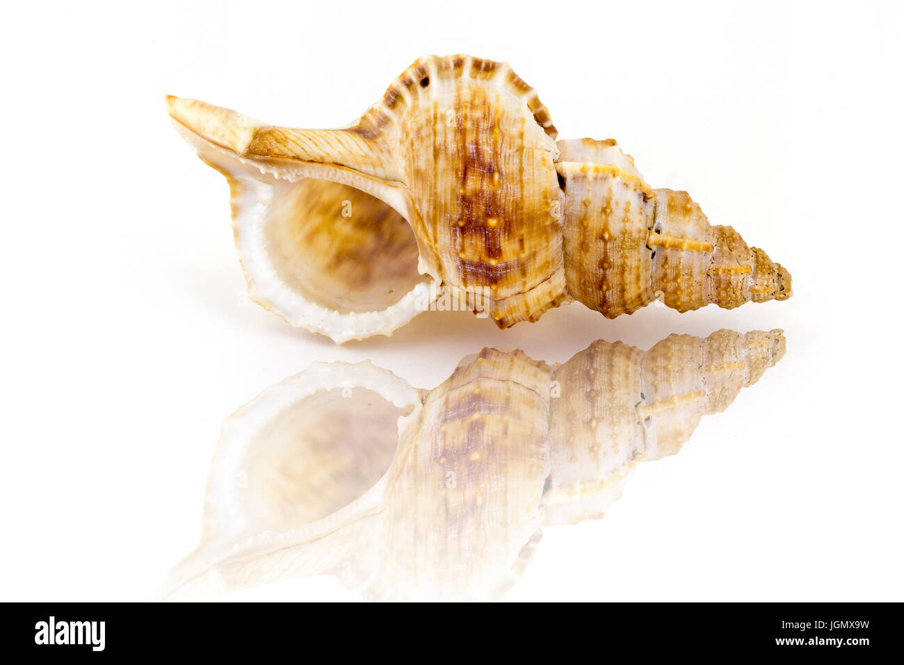 Big beautiful sea shell,Nobilis Bursa, isolated on white background ...