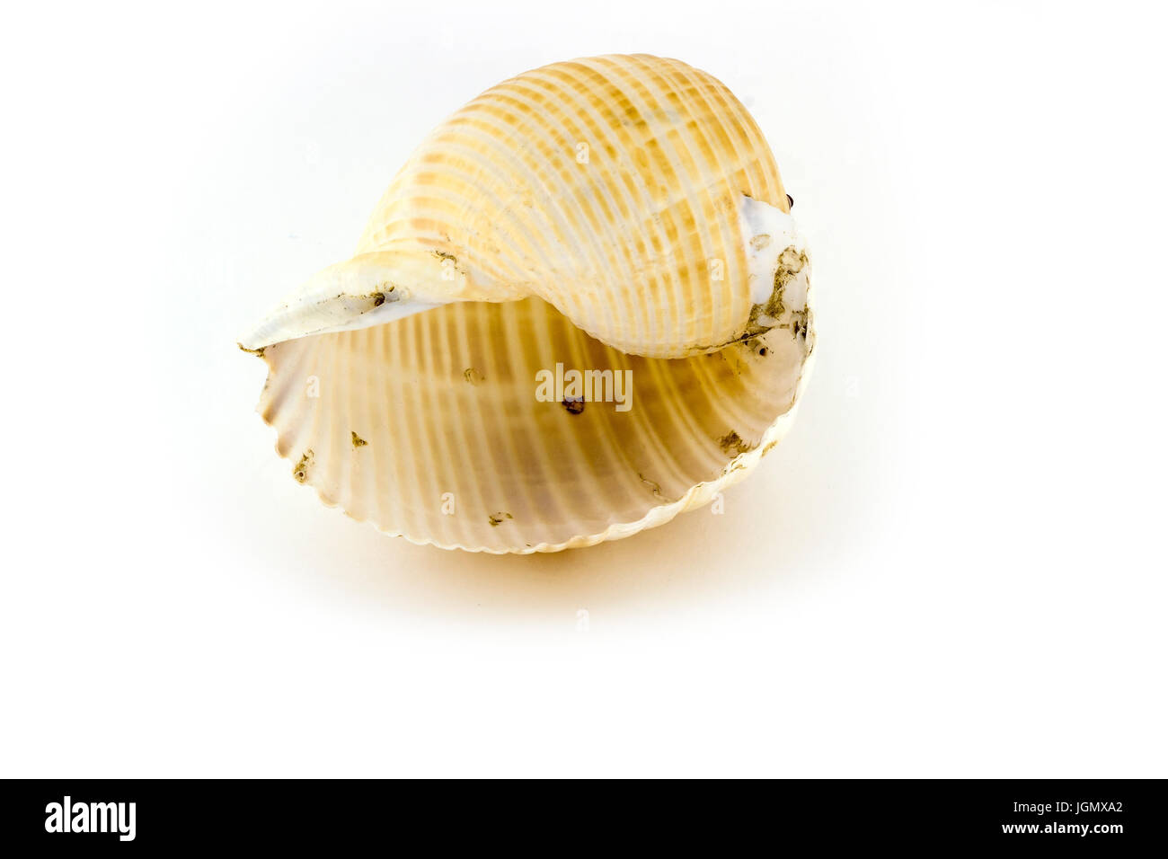 Big beautiful sea shell,Galea Tonna, isolated on white background view ...