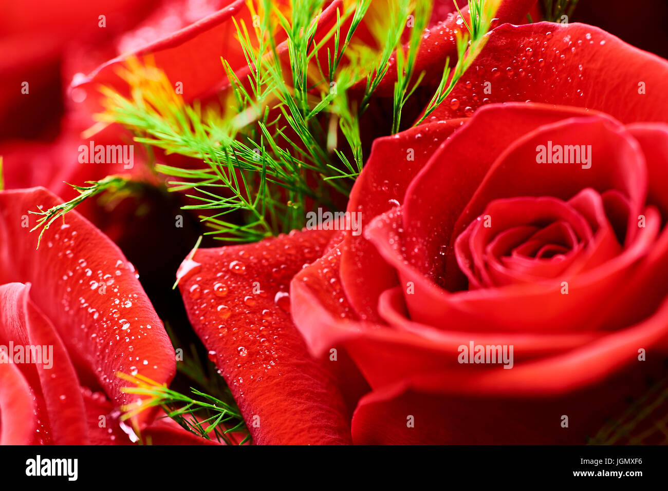 Photo of red roses hi-res stock photography and images - Alamy