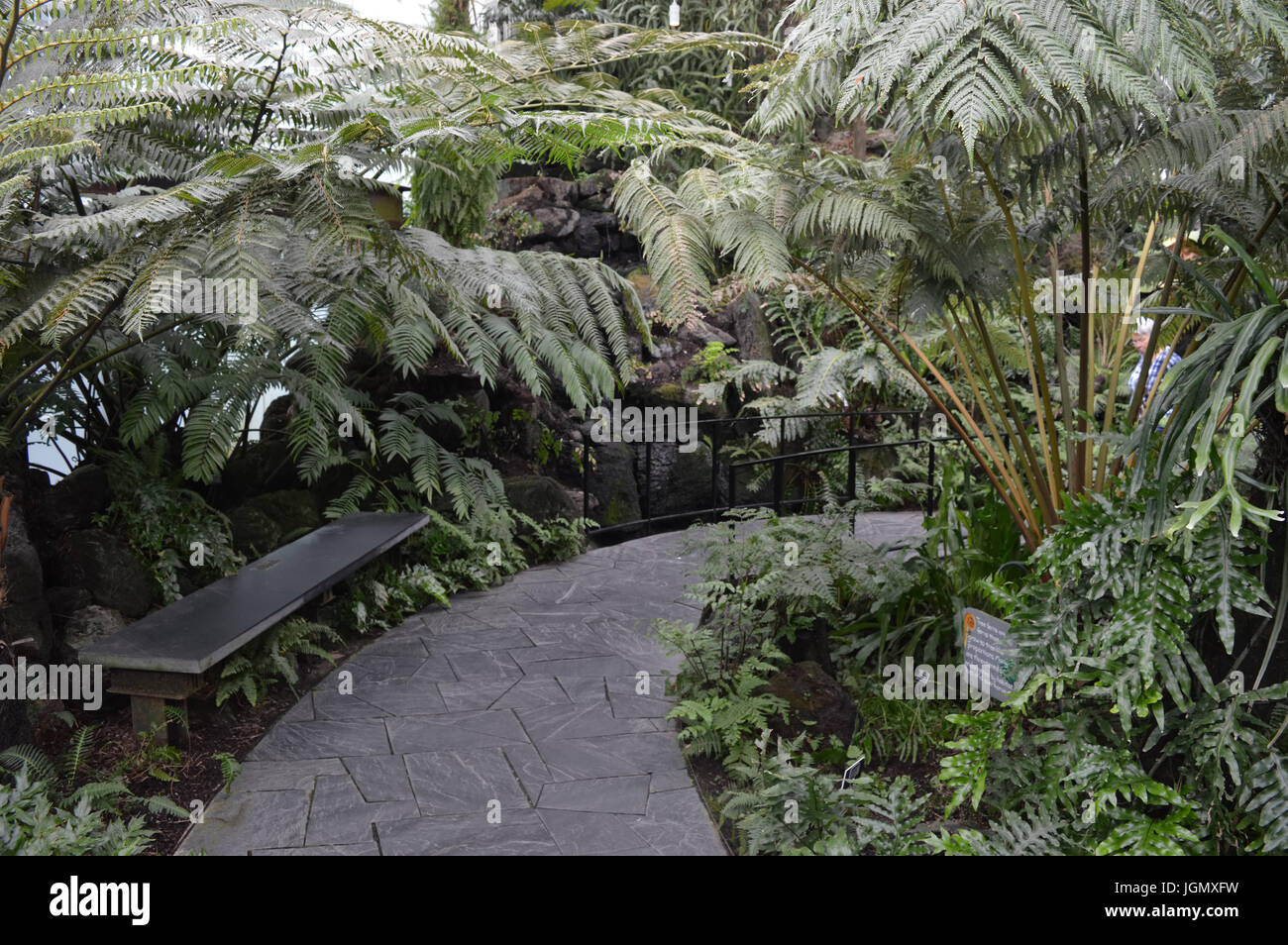 Walking fern hi-res stock photography and images - Alamy