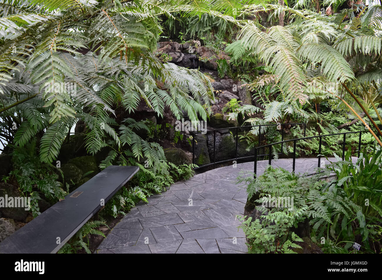 Walking path through the fern garden Stock Photo - Alamy