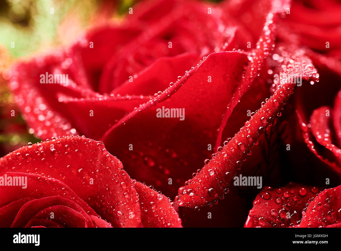Detail of Red Roses Bouquet Stock Photo - Alamy