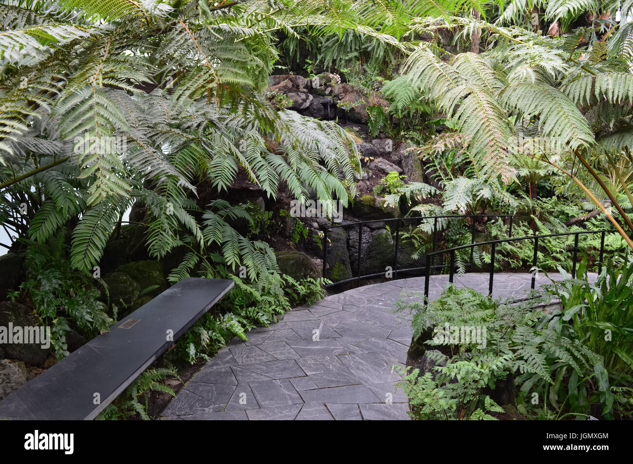 Walking path through the fern garden Stock Photo - Alamy