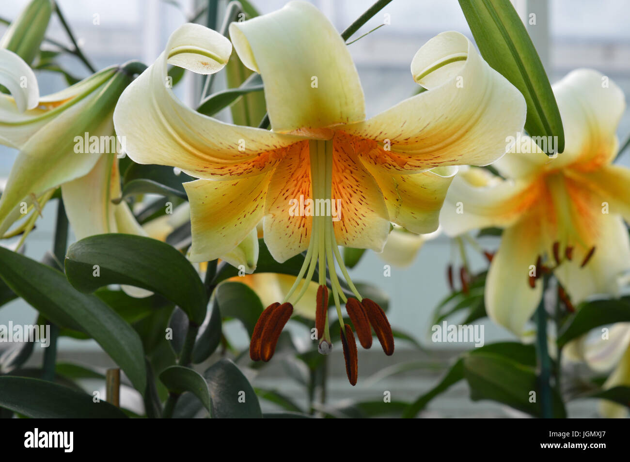 Lily flower yellow hi-res stock photography and images - Alamy