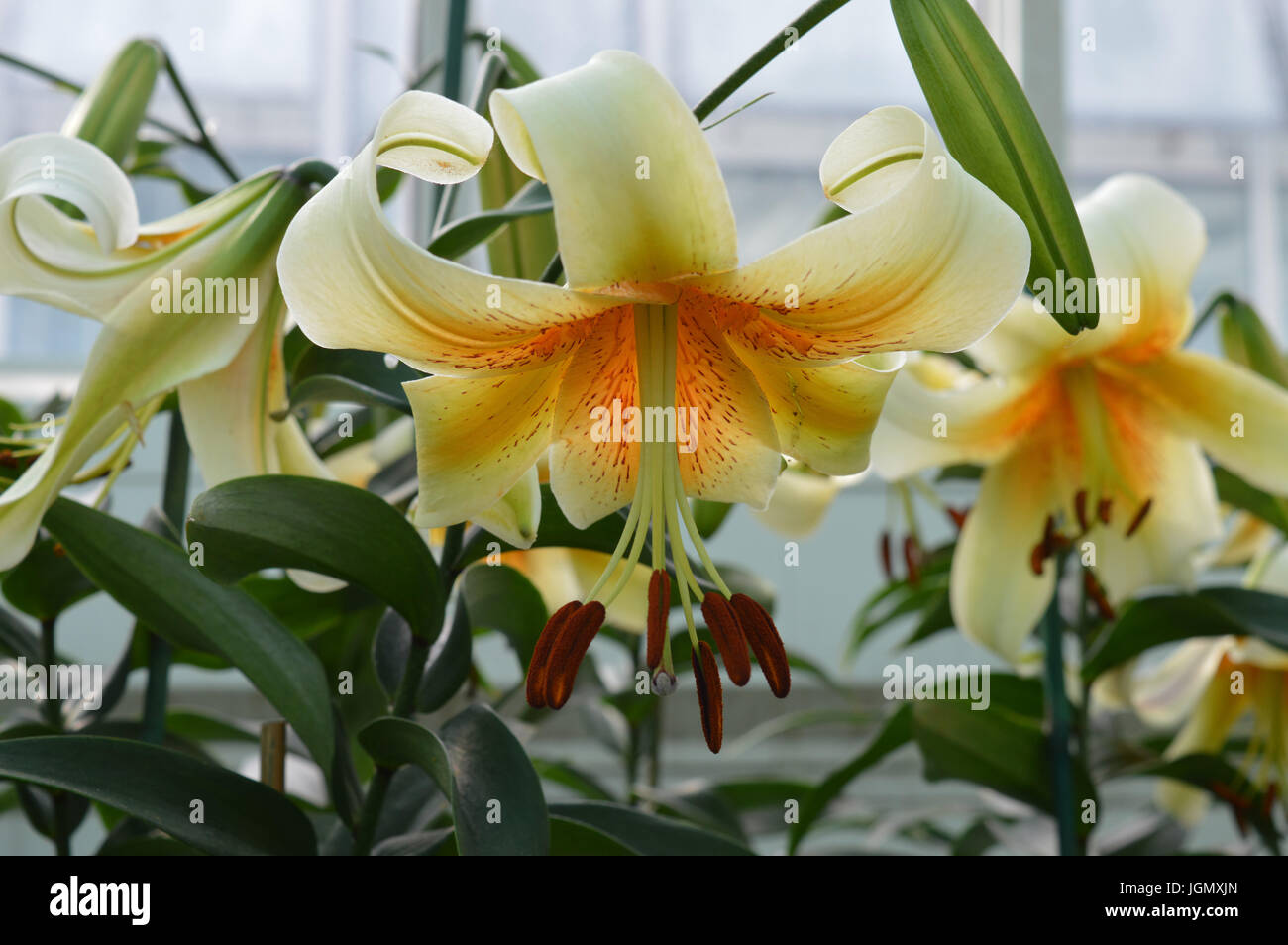 Lily flower yellow hi-res stock photography and images - Alamy