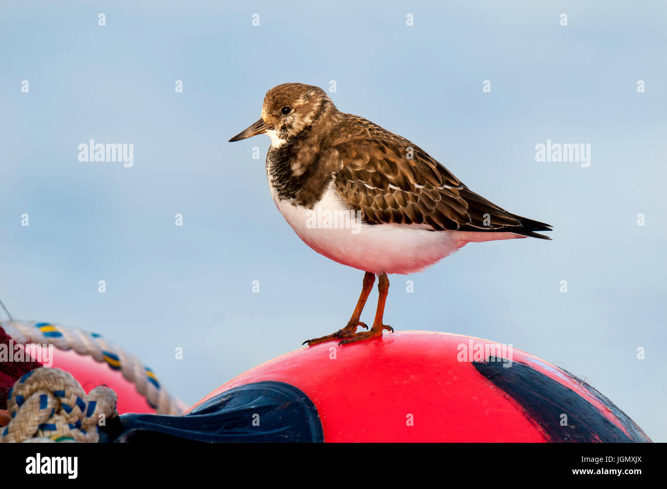 Arenaria interpres turnstone hi-res stock photography and images - Alamy