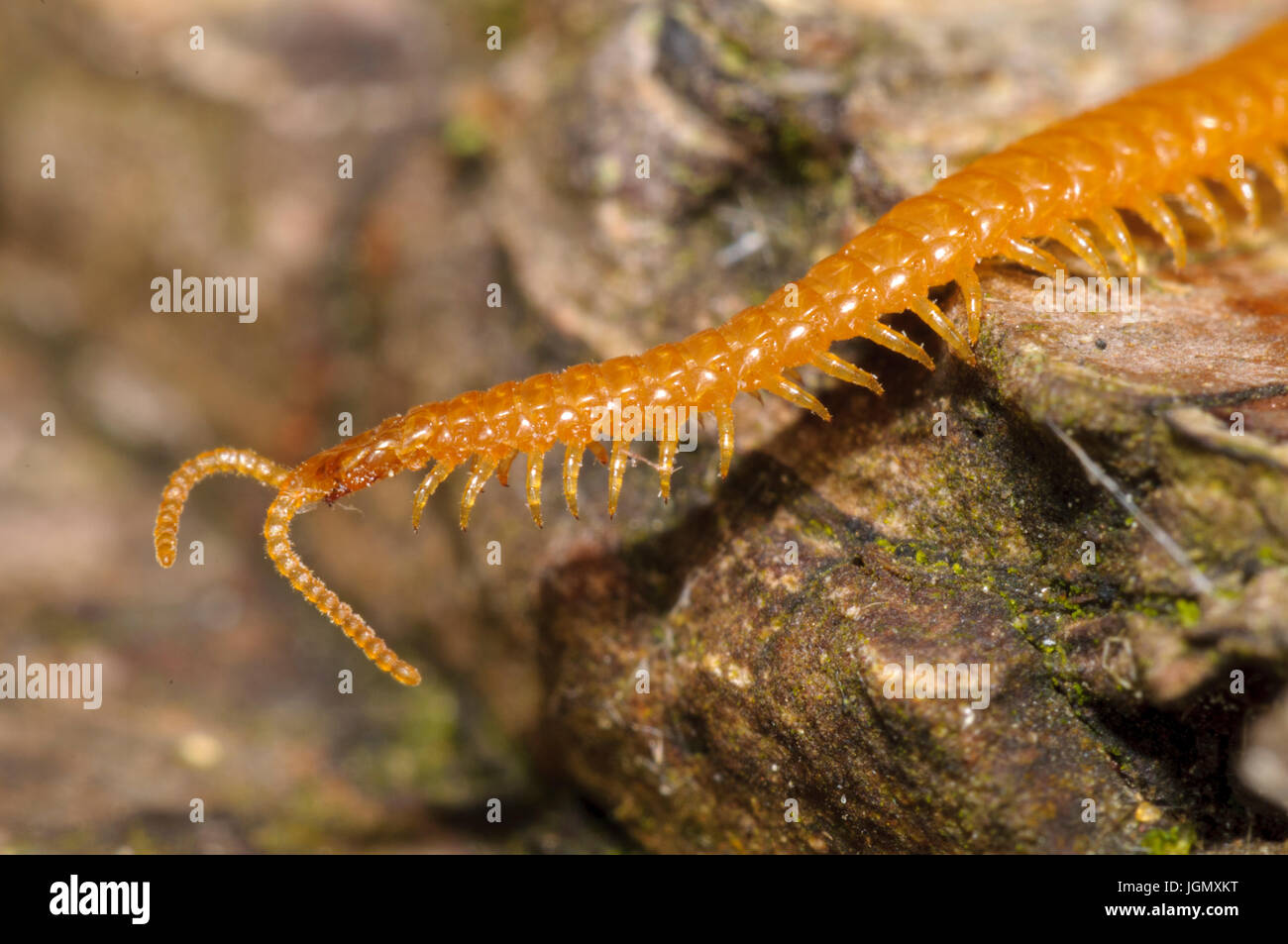 Bark centipede hi-res stock photography and images - Alamy