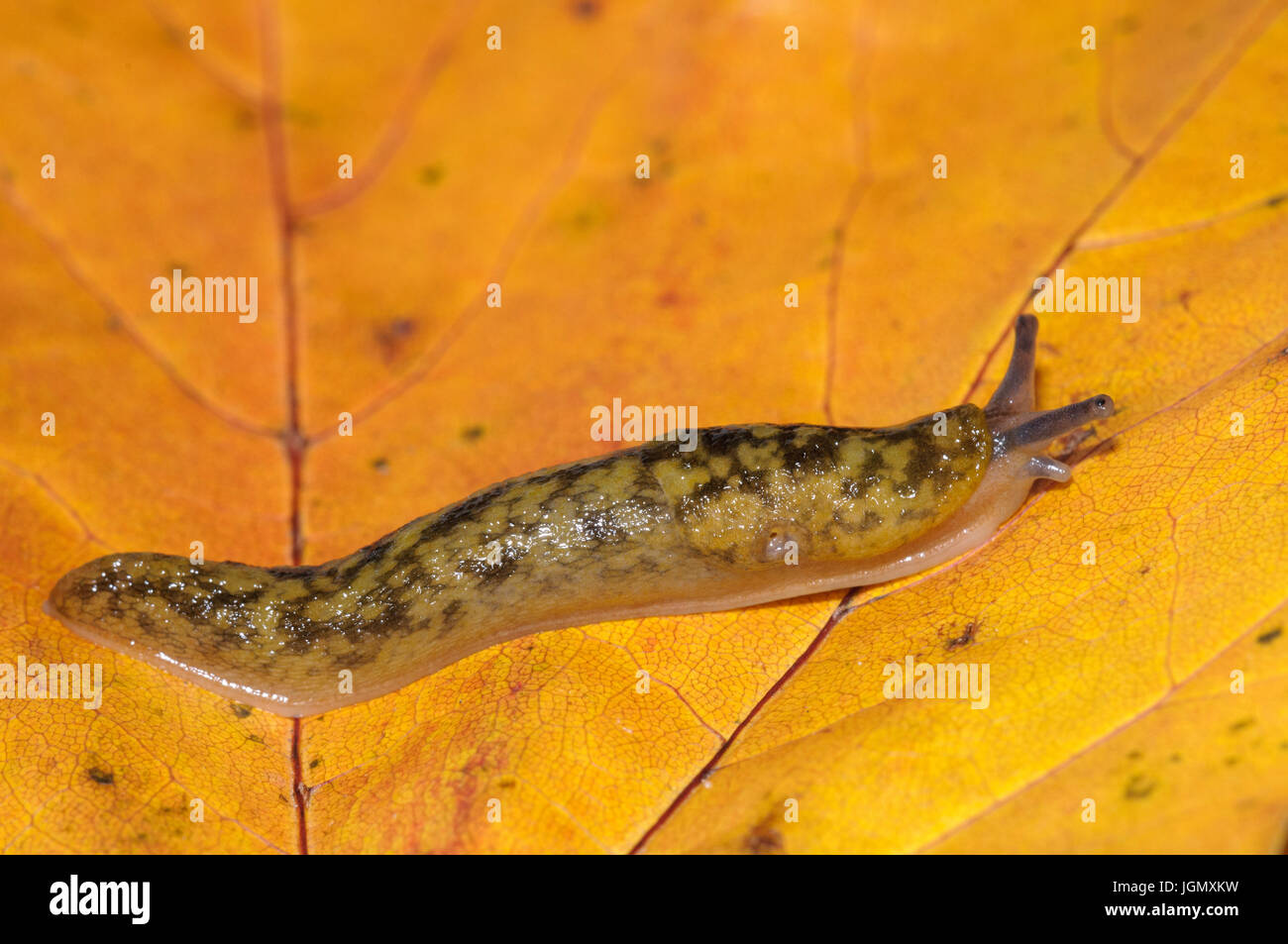 An adult yellow slug (Limax flavus) crawling over golden autumn leaves ...