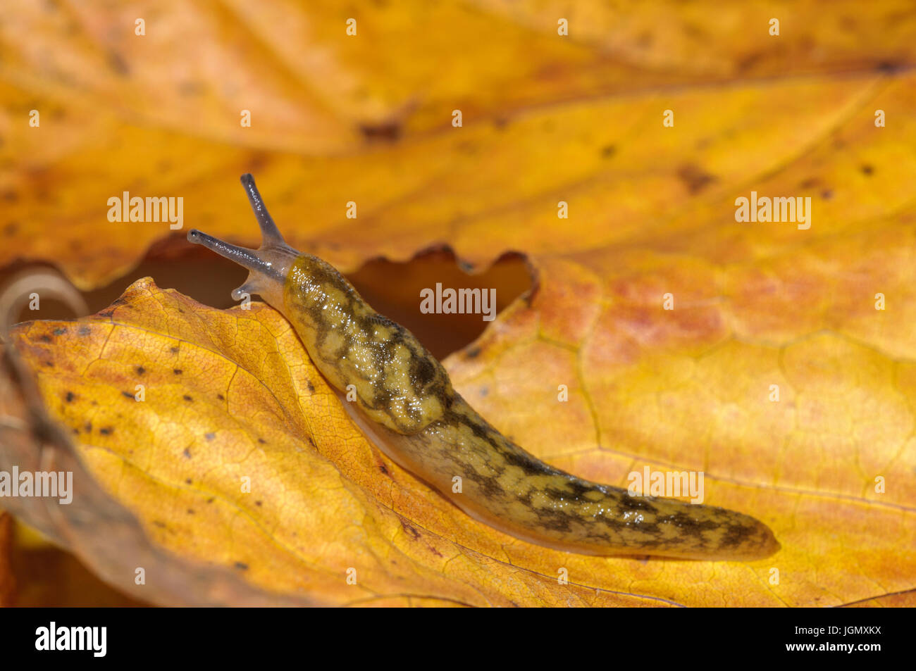 Yellow slug hi-res stock photography and images - Alamy