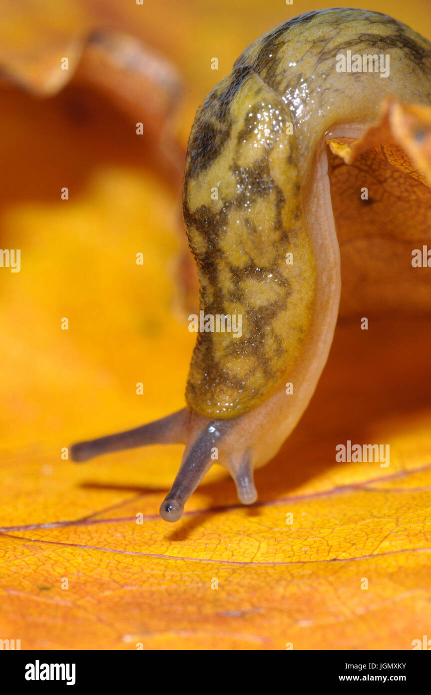 Yellow slug hi-res stock photography and images - Alamy