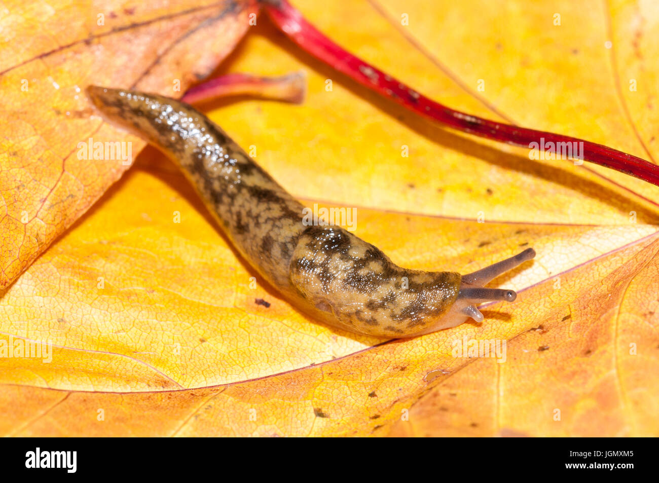Limax flavus hi-res stock photography and images - Alamy