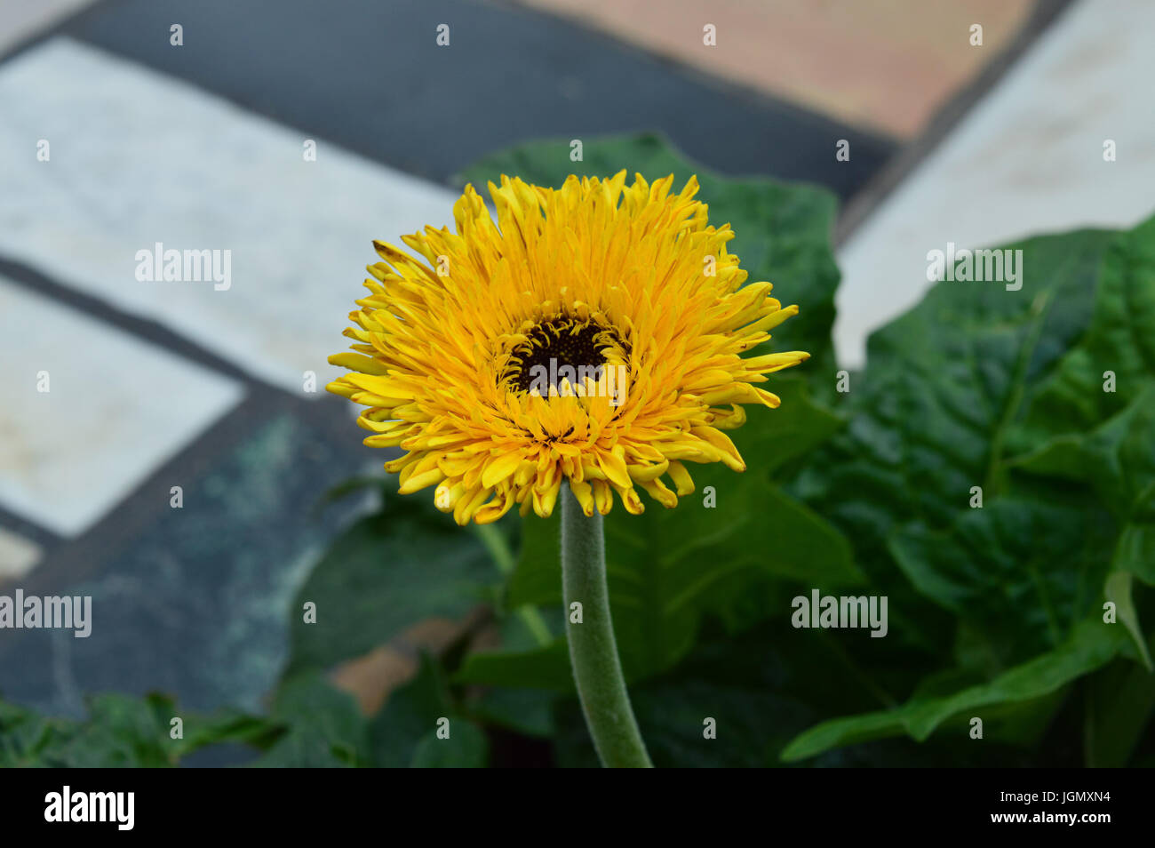 Gerbera leaves hi-res stock photography and images - Alamy