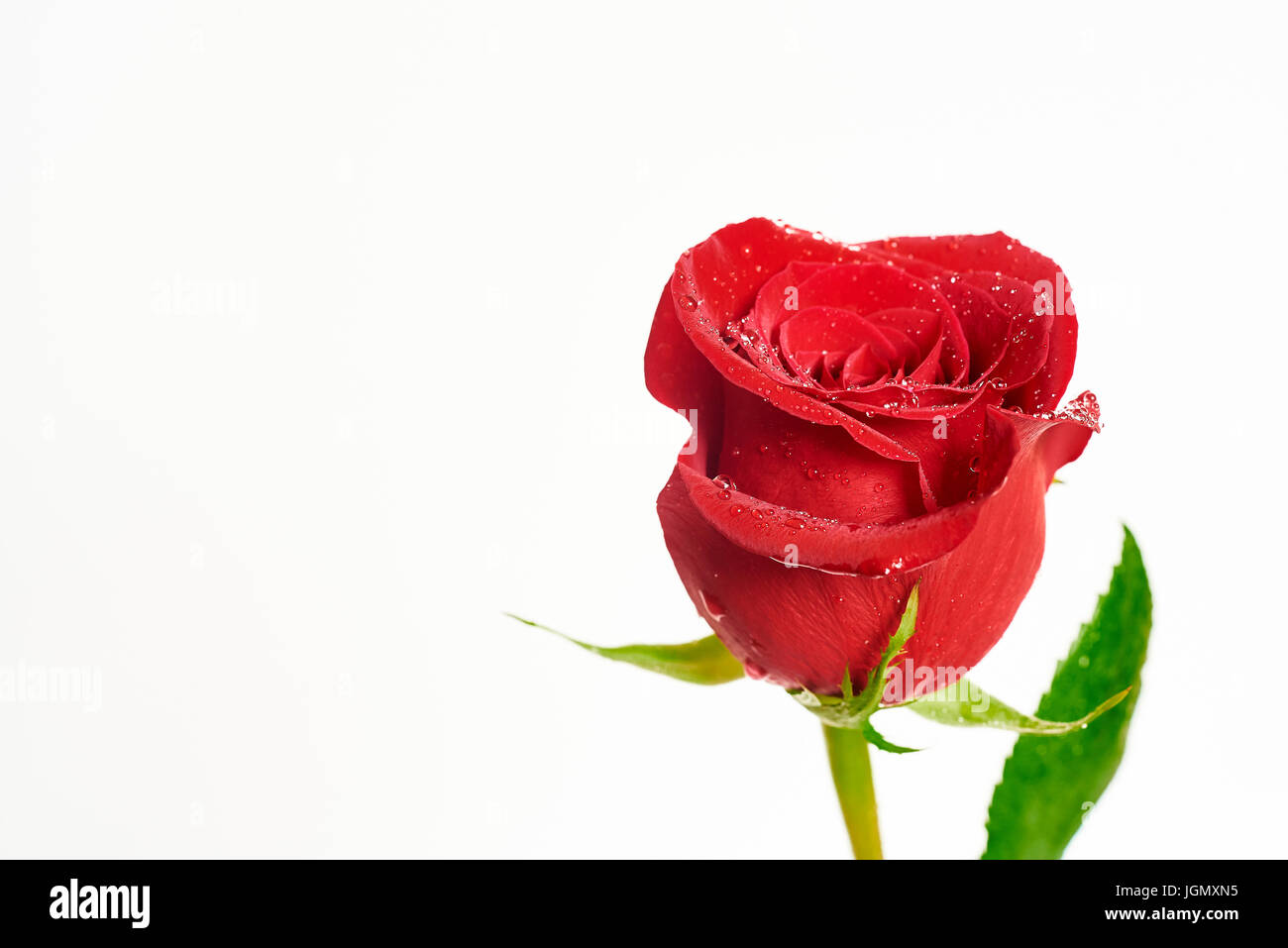 Studio Shot of Red Rose Stock Photo - Alamy