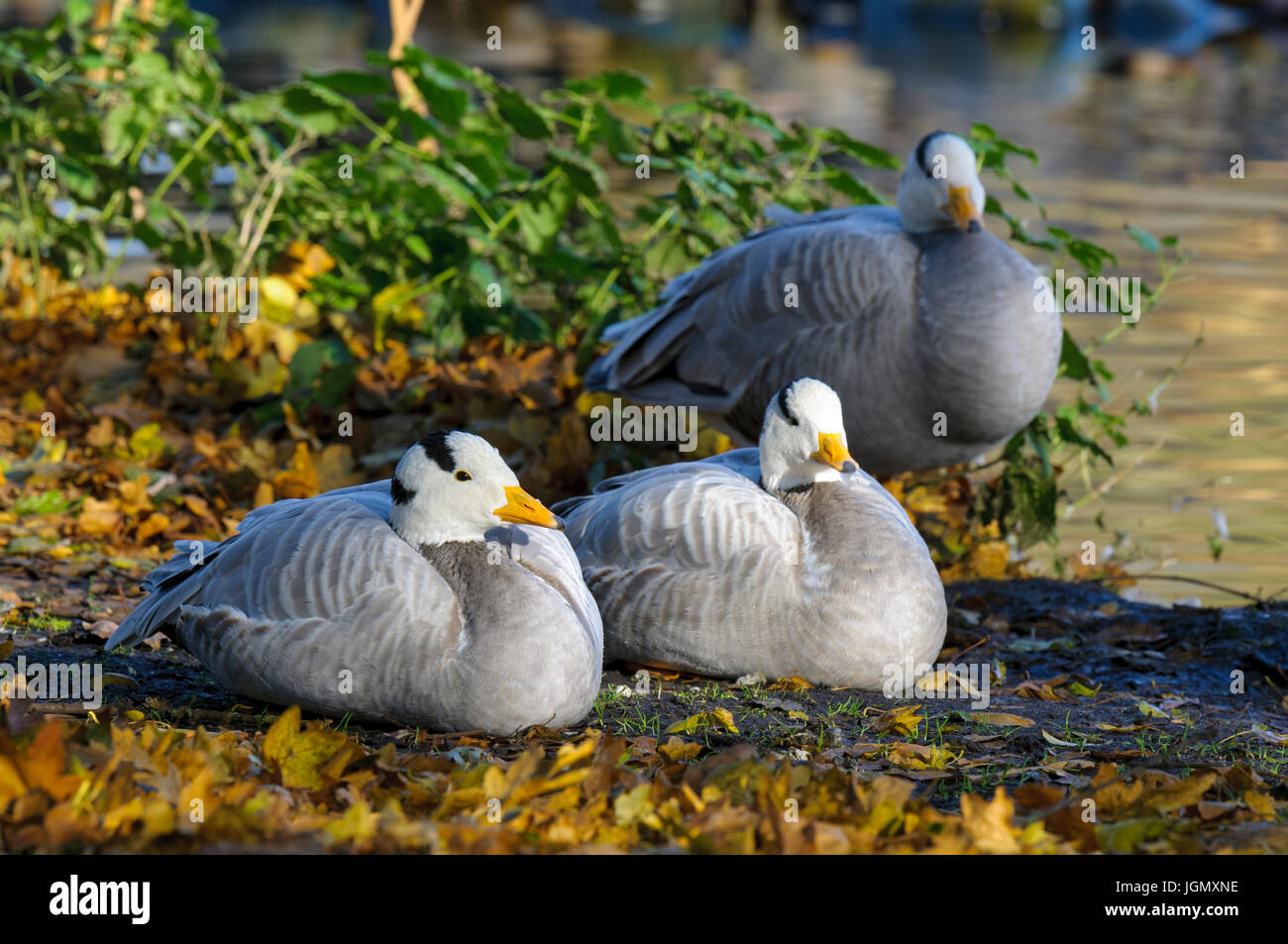 Roosting geese hi-res stock photography and images - Alamy