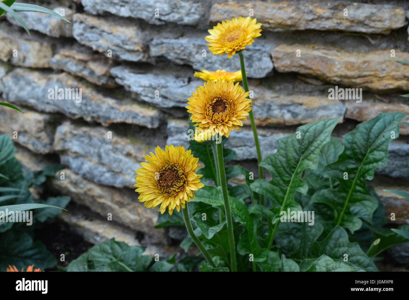 Gerbera leaves hi-res stock photography and images - Alamy