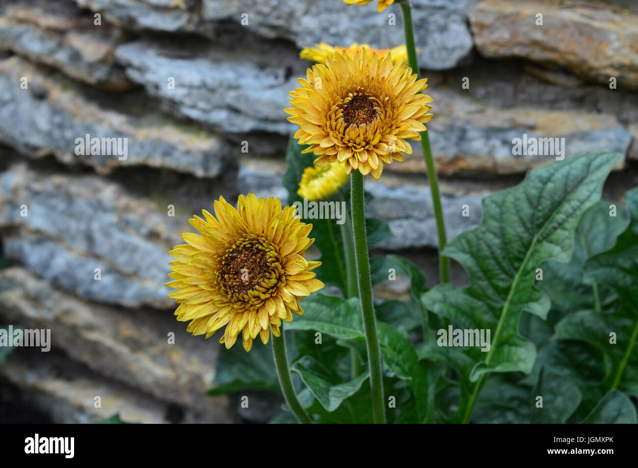 Gerbera leaves hi-res stock photography and images - Alamy