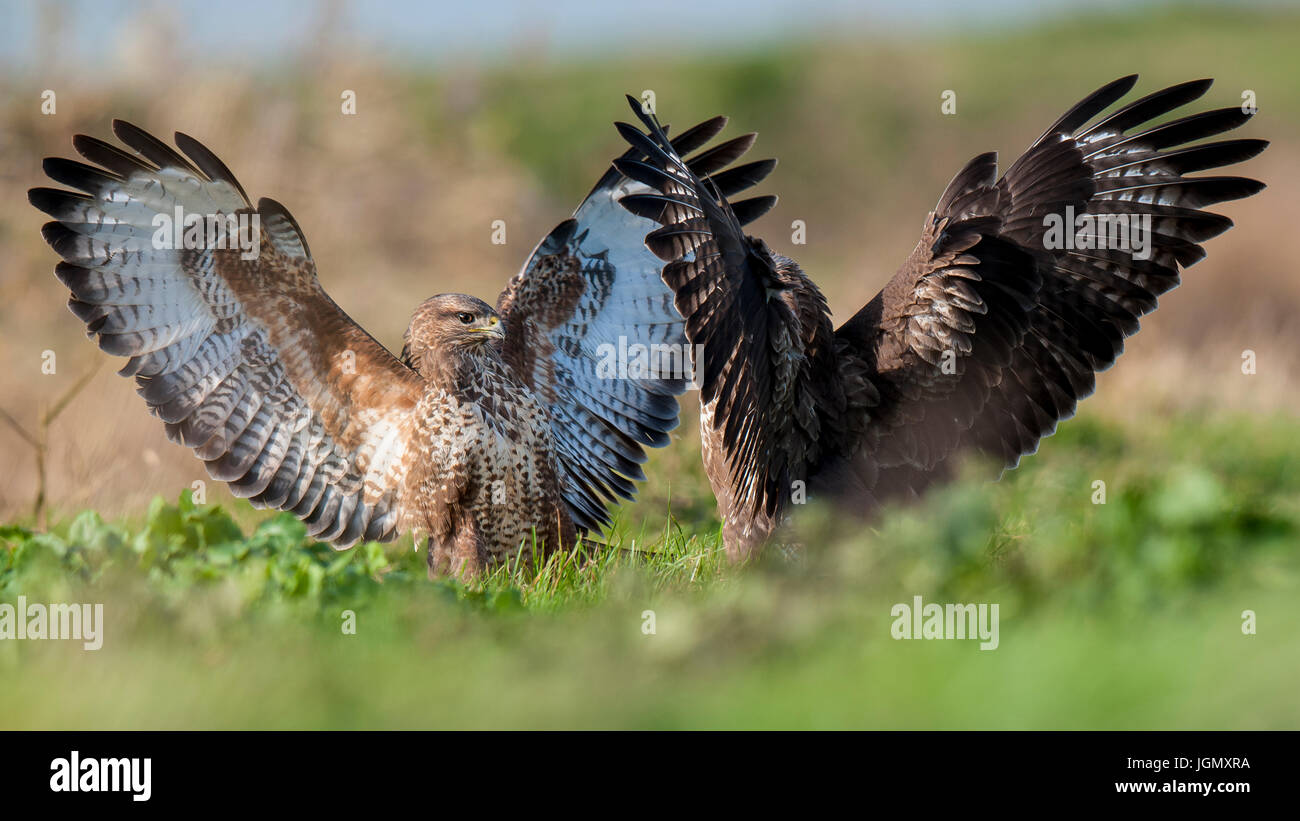 British buzzards hi-res stock photography and images - Alamy