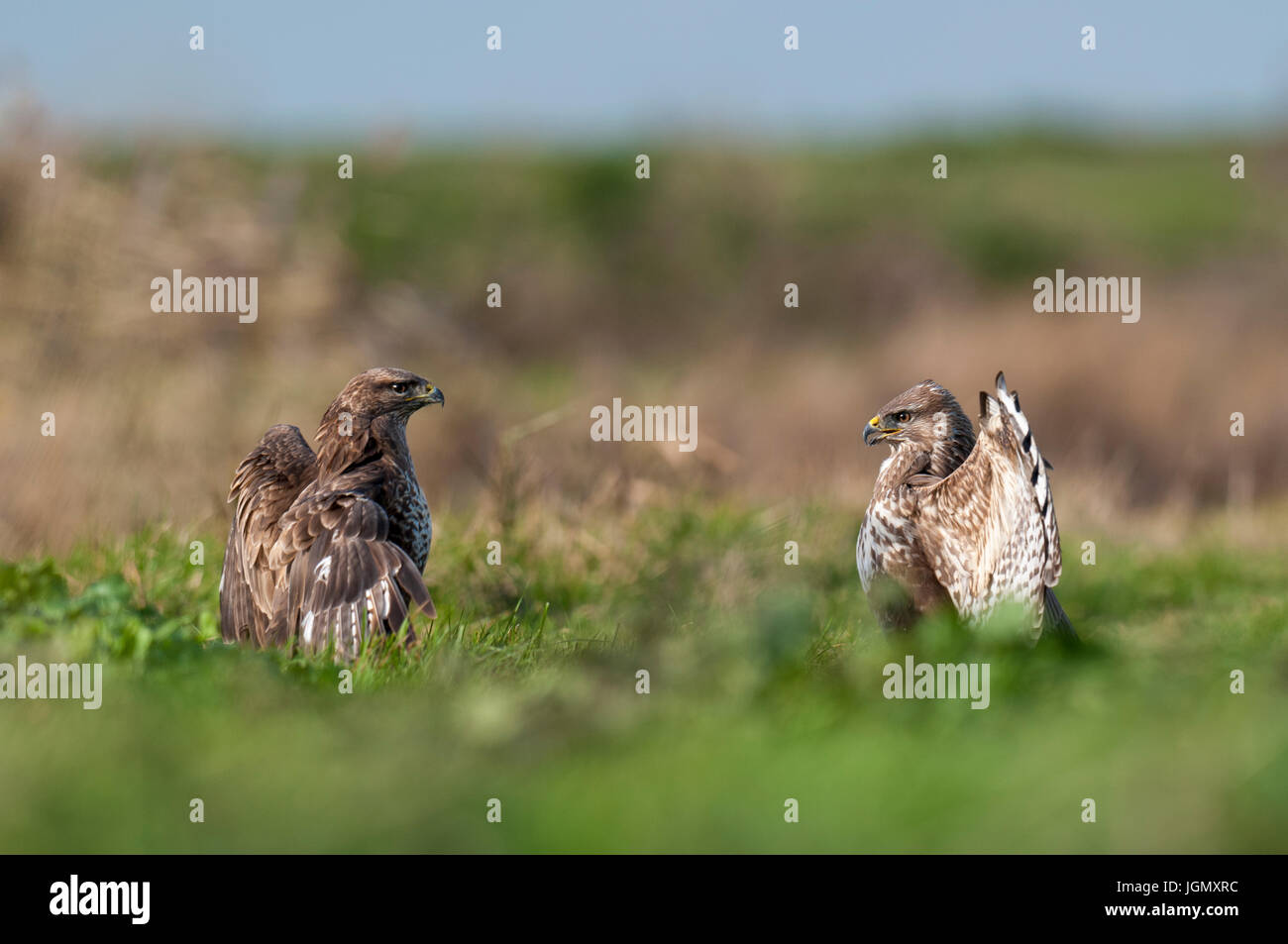 Common buzzards hi-res stock photography and images - Alamy