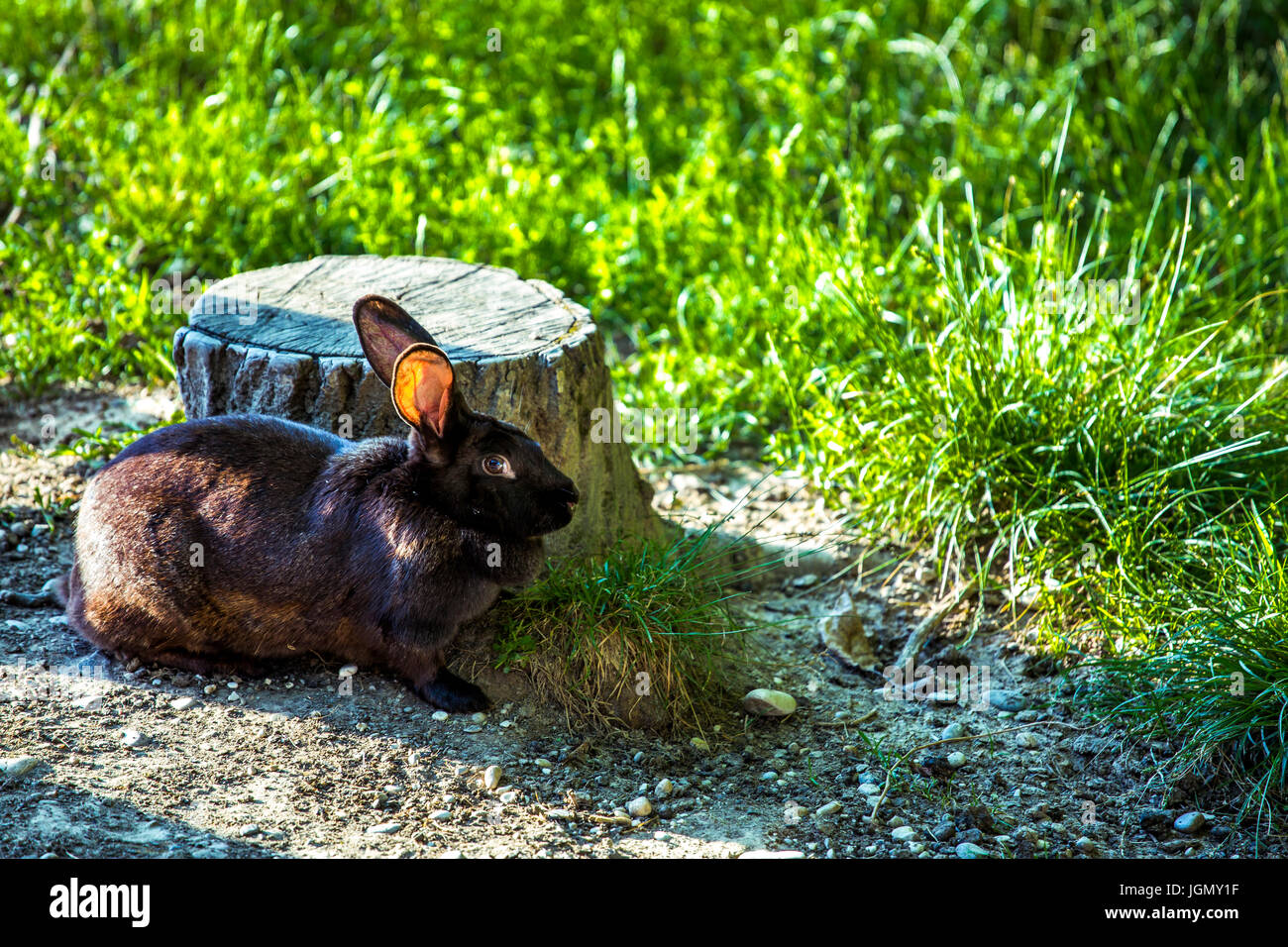 Black rabbit (Oryctolagus cuniculus) standing next to a tree stump ...