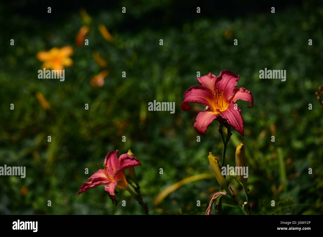 Standalone flower hi-res stock photography and images - Alamy