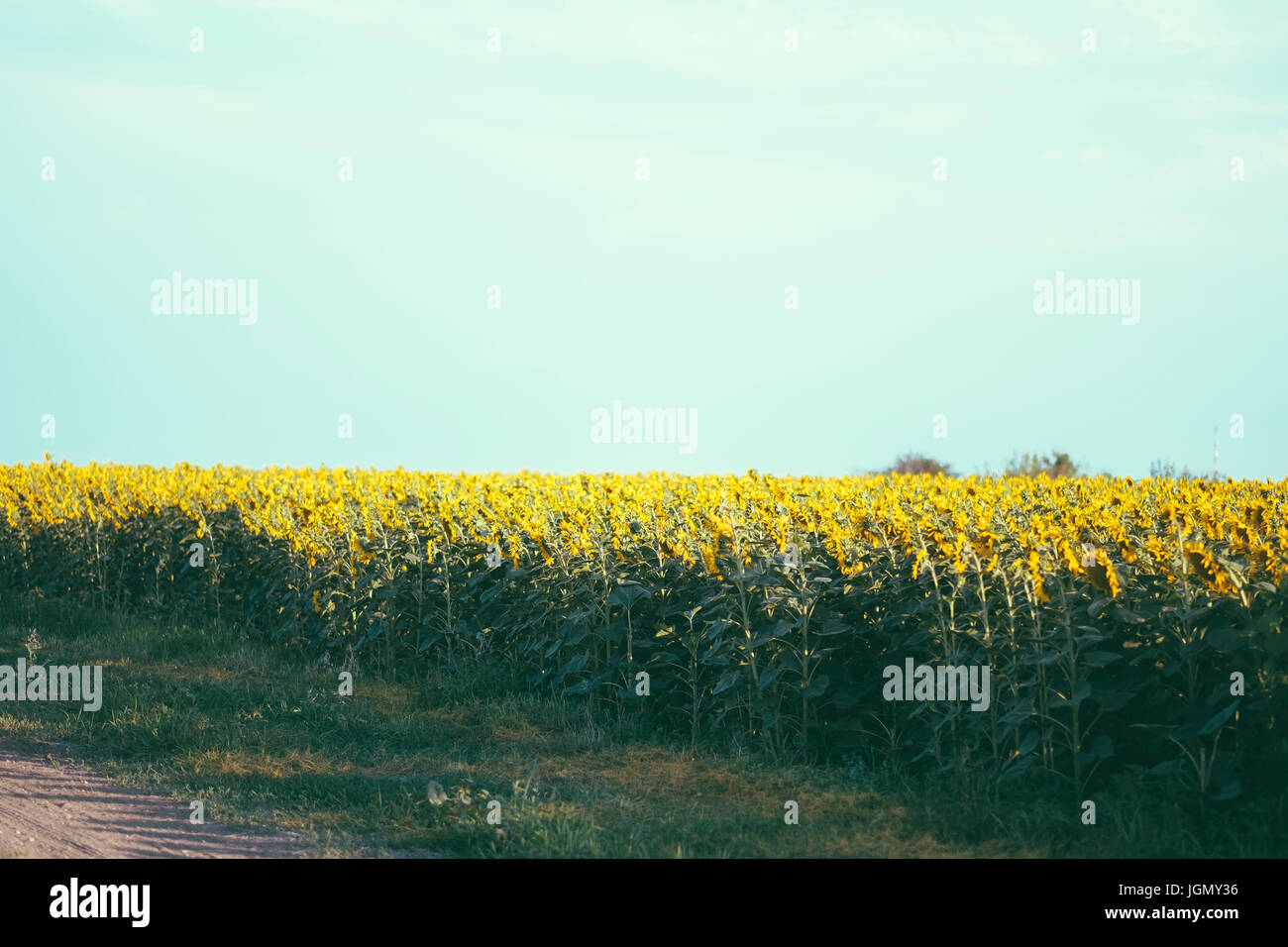 Sunflower field in summer sunset Stock Photo - Alamy