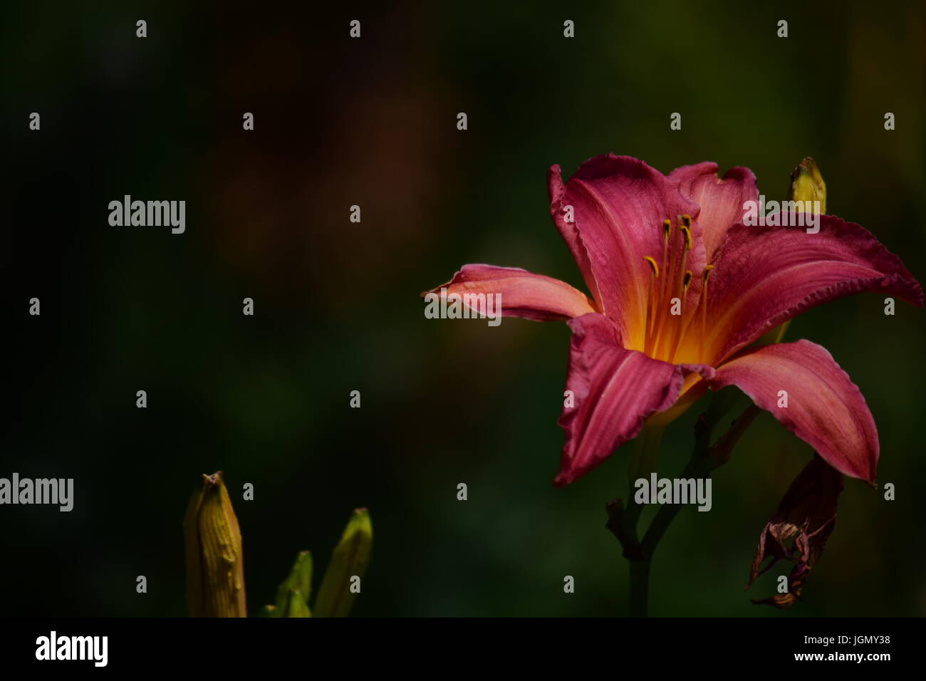 Standalone flower hi-res stock photography and images - Alamy