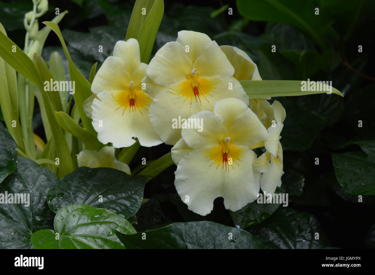 Yellow orchid in the garden Stock Photo - Alamy