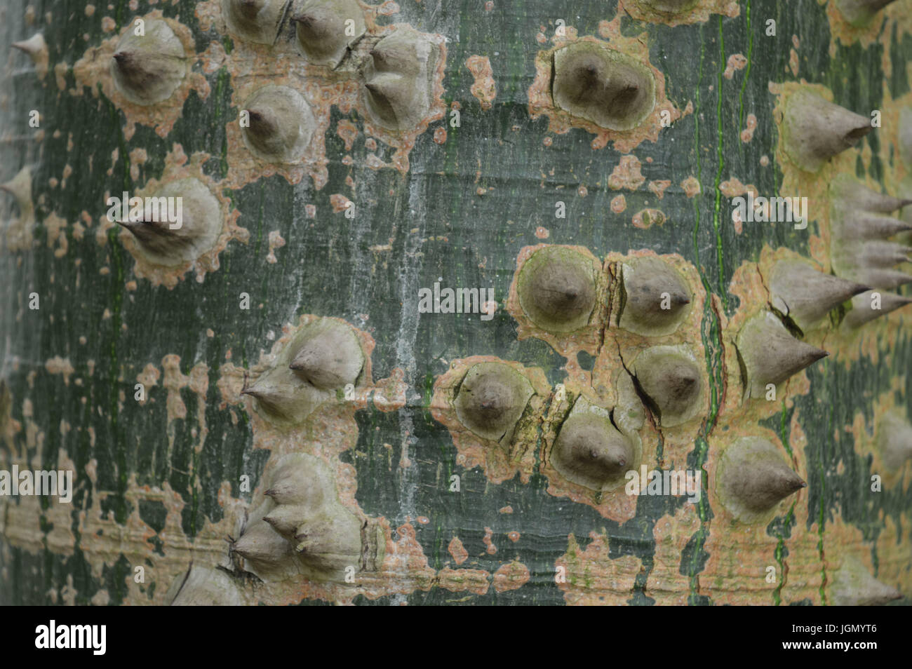 Spike thorn tree hi-res stock photography and images - Alamy