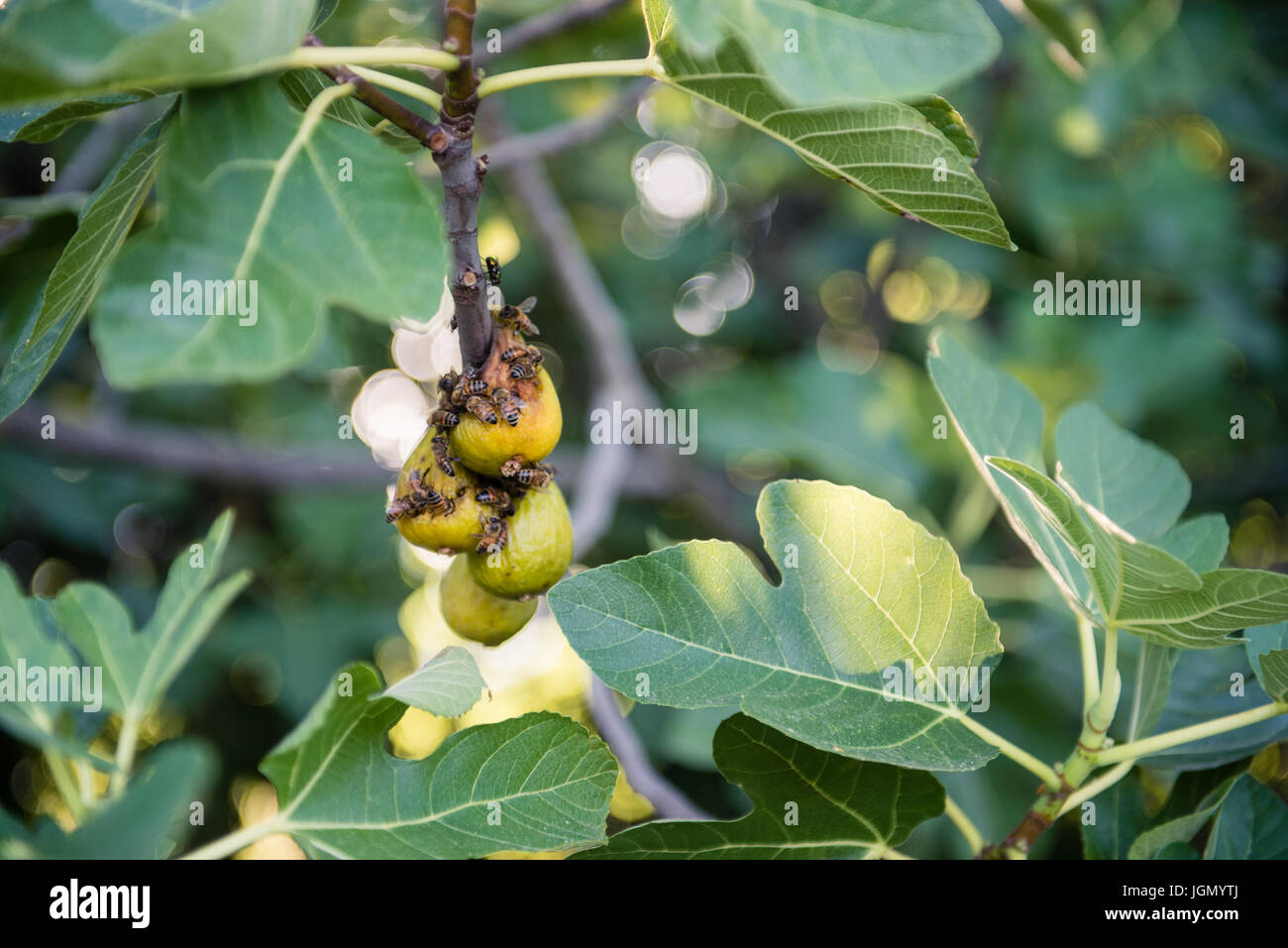 Fig wasp hi-res stock photography and images - Alamy