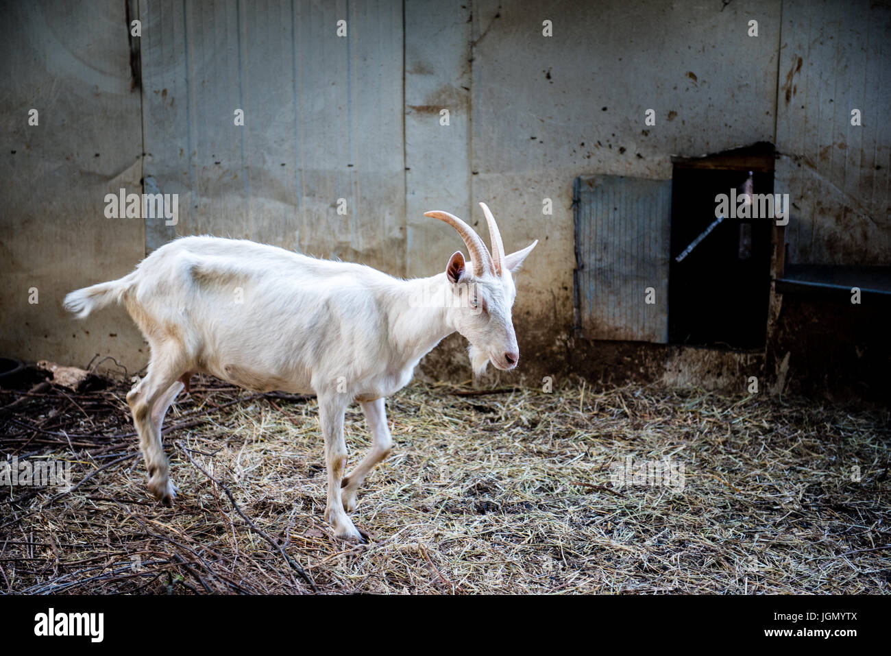 White farm goat hi-res stock photography and images - Alamy