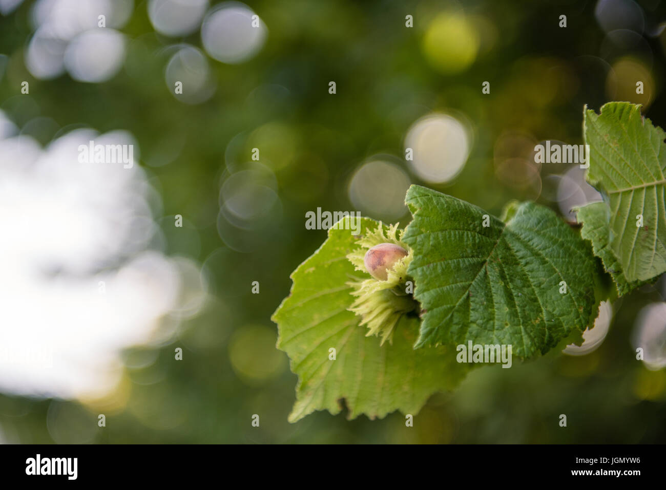 Close up of unripe hazelnut fruit on tree branch with green leaves ...