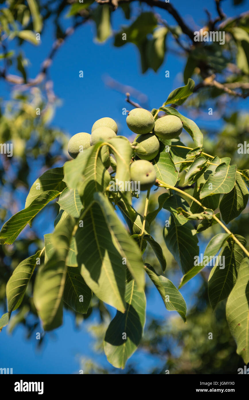 Hickory tree hi-res stock photography and images - Alamy