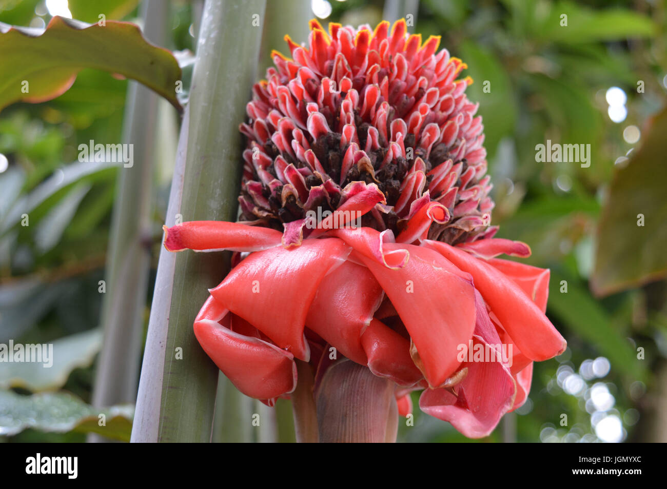 Red Torch Ginger Stock Photo - Alamy