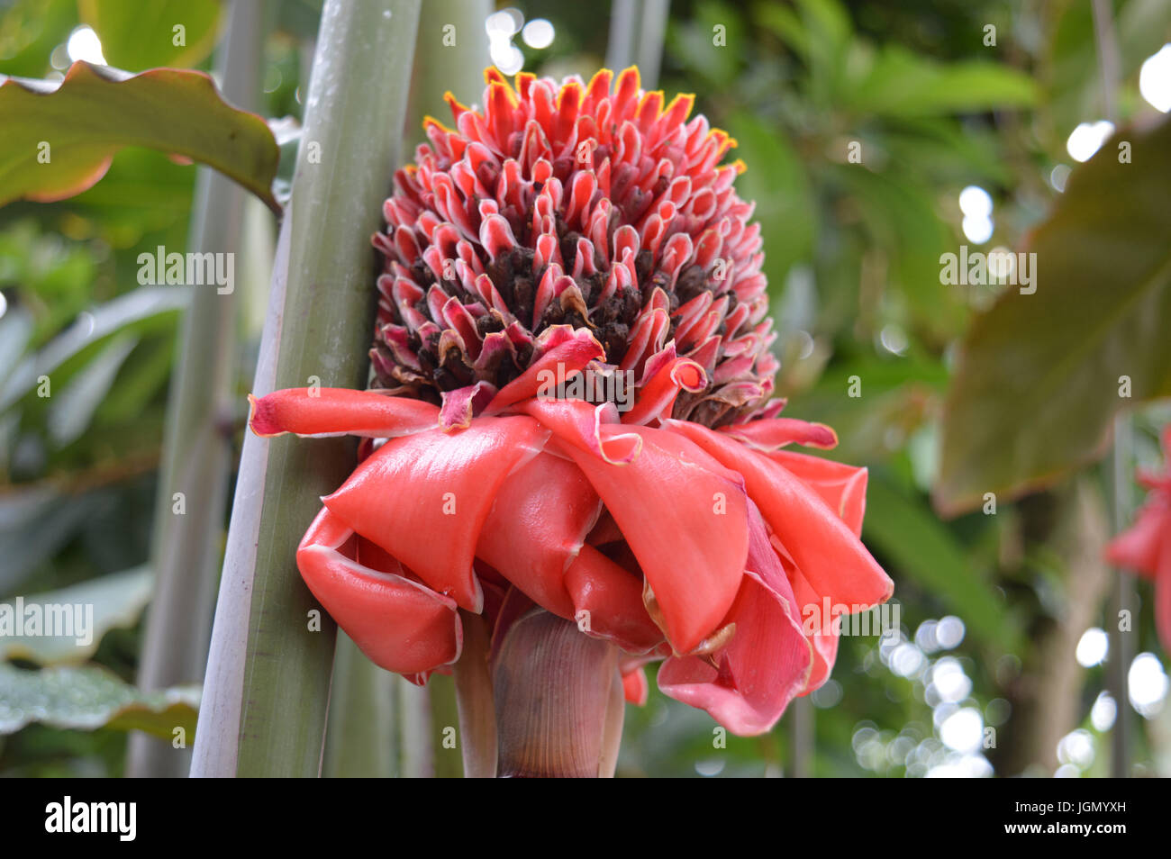 Red Torch Ginger Stock Photo - Alamy