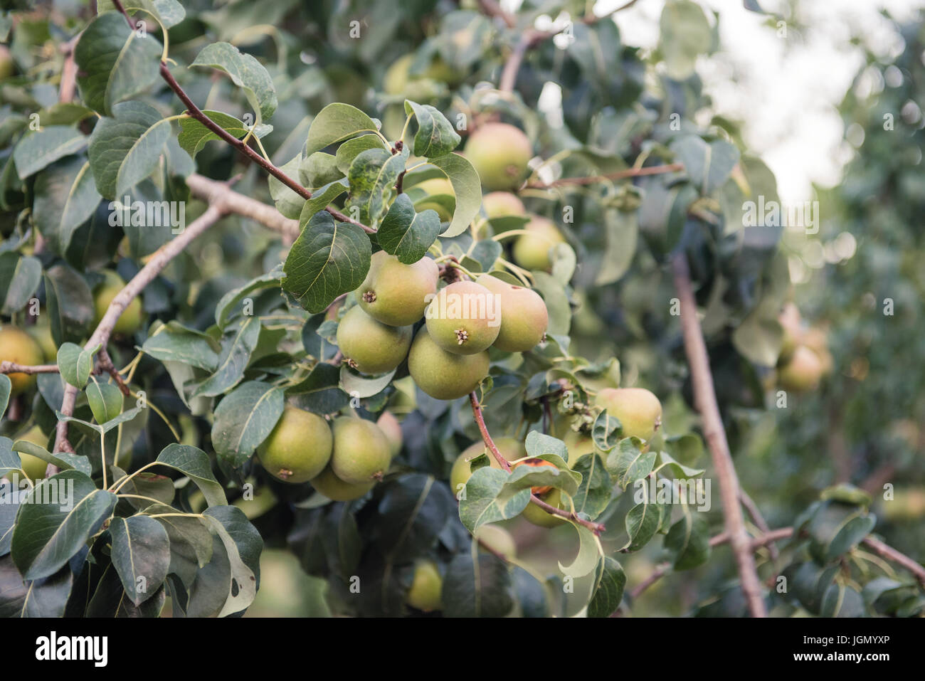 Many unripe pear fruits on tree branch with green leaves, selective ...