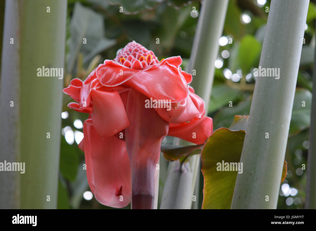 Torch ginger plant hi-res stock photography and images - Alamy