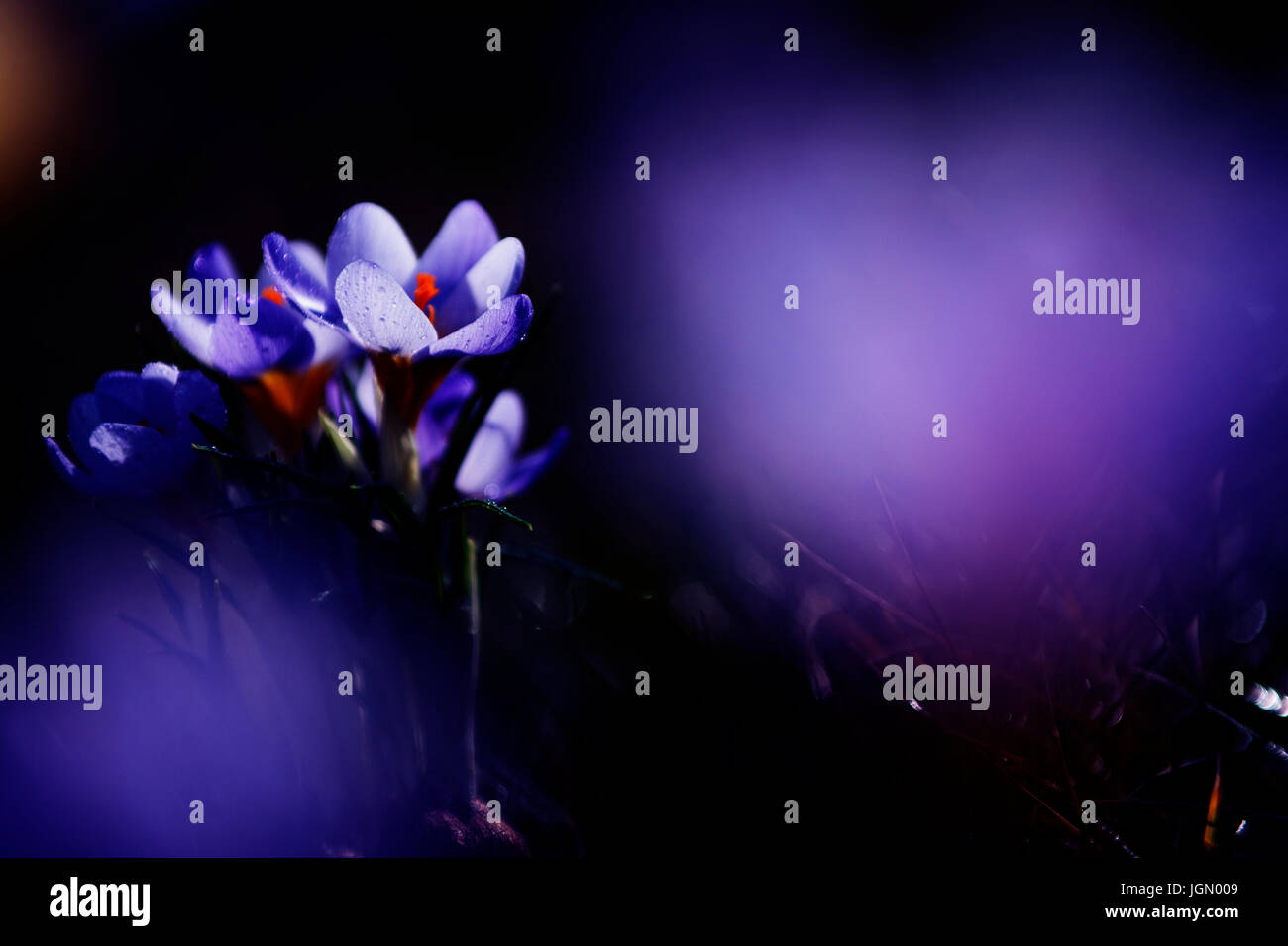 Artistic flower photo hi-res stock photography and images - Alamy