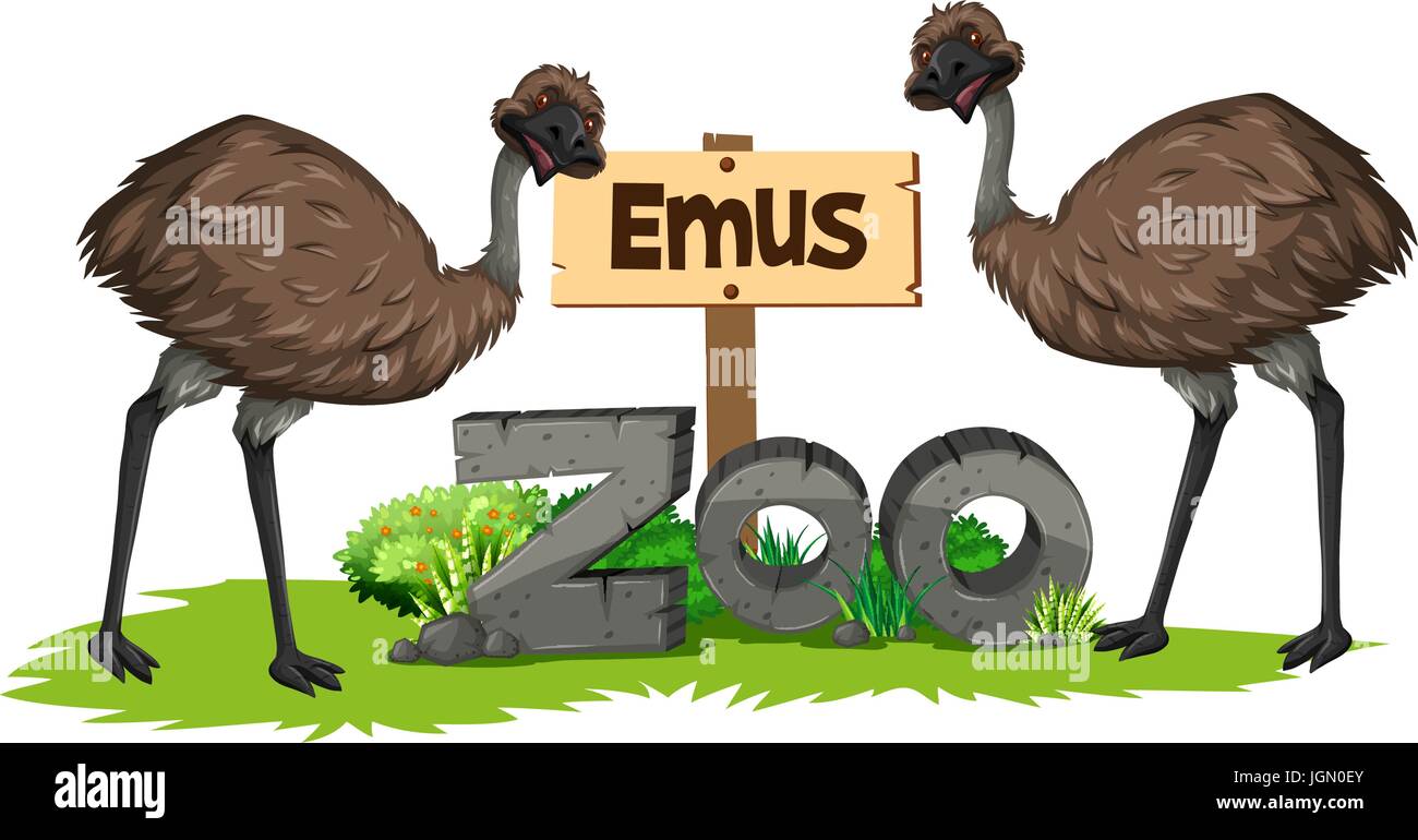 Two emus in the zoo illustration Stock Vector Image & Art - Alamy